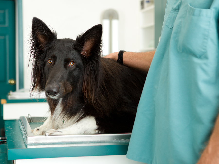 The Biggest Myths about Vets and Nutrition