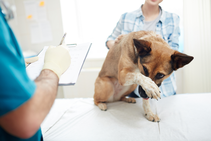 The One Conversation That Makes You A Crummy Veterinarian