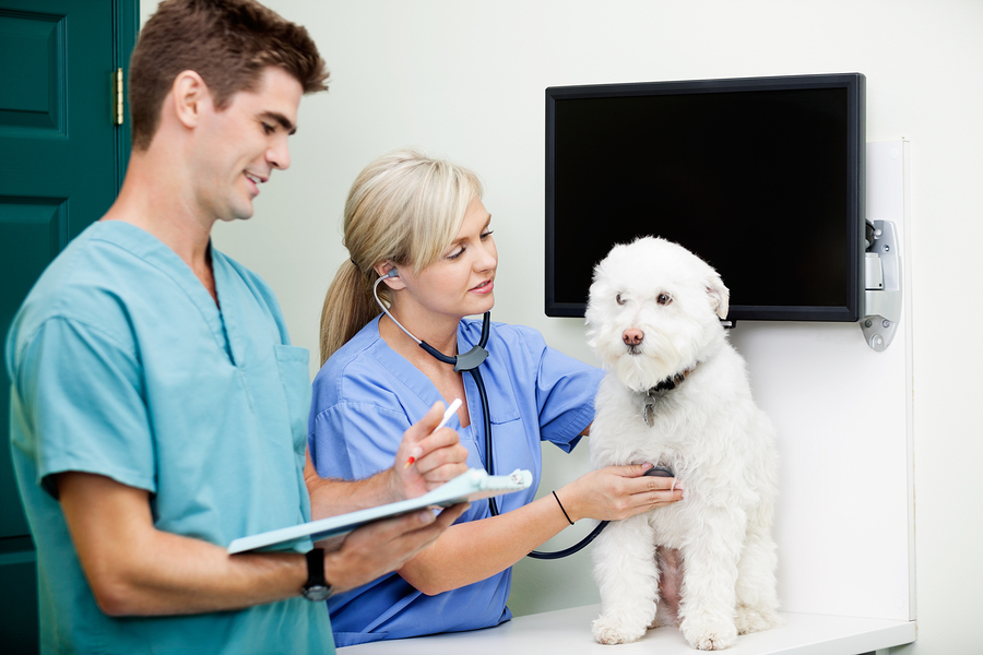 5 Free Things Vets Can Do For Vet Tech Week