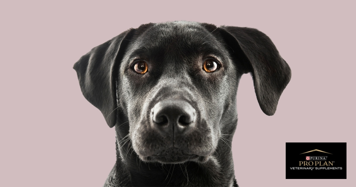 Acute Canine Diarrhea on Emergency – Are Probiotics Enough? (Sponsored ...