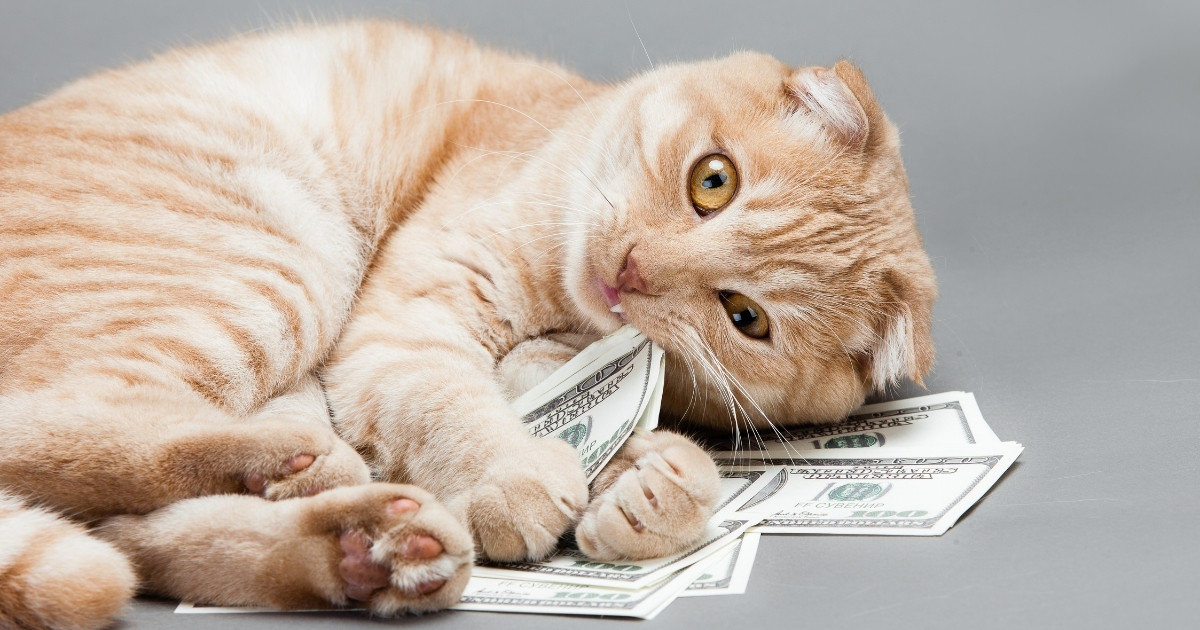 The $45,000 Cat and How We Should Talk About the Cost of Owning Pets