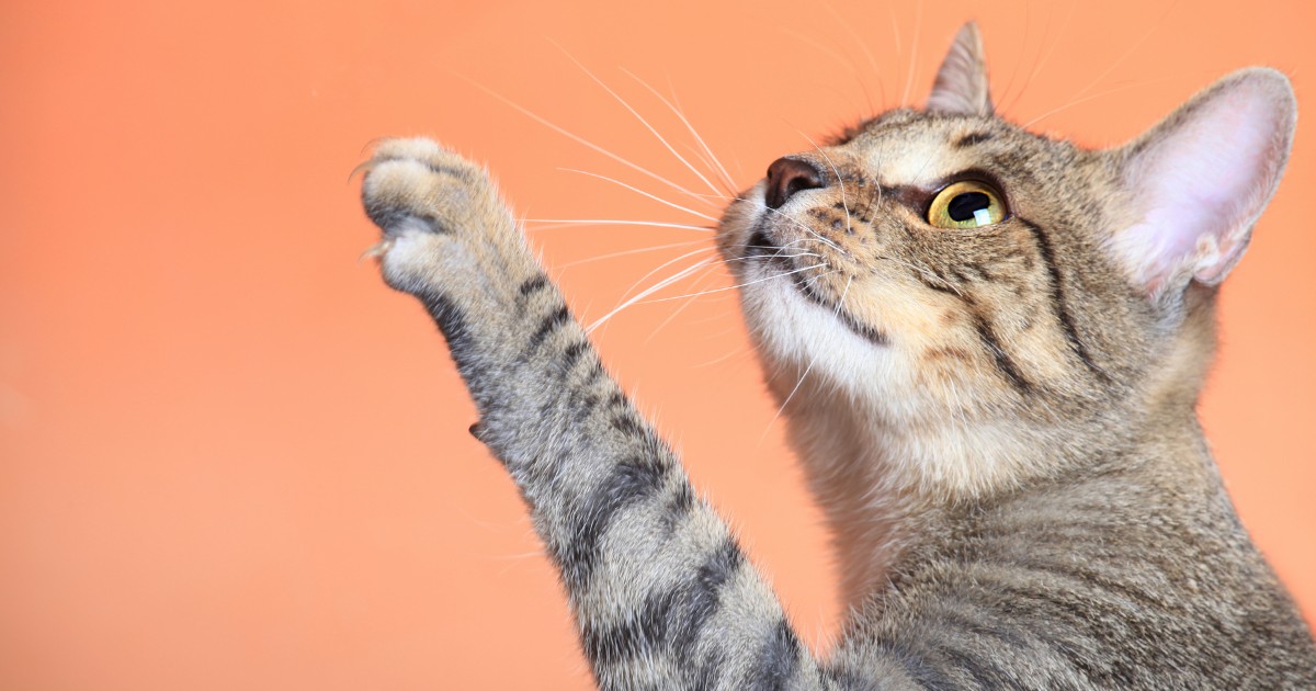 Access to Vet Care