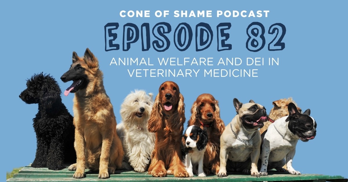 Animal Welfare and DEI in Veterinary Medicine